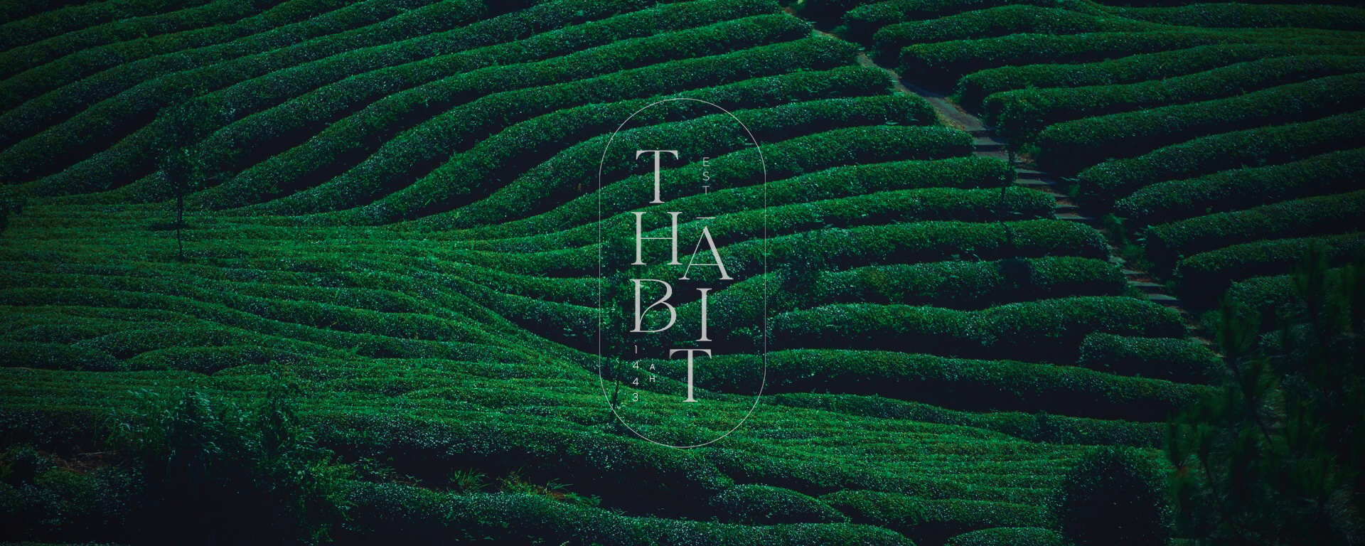 Thābit Matcha | Buy Ceremonial Organic Matcha Japanese Tea